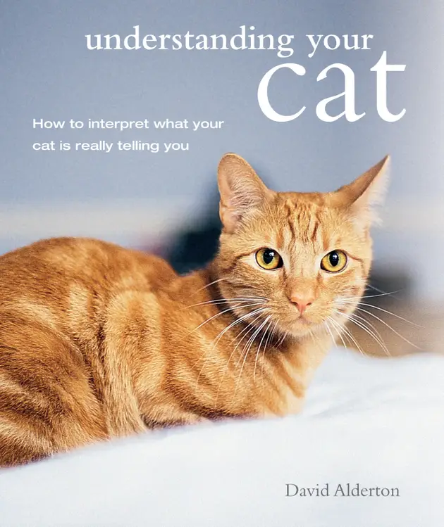 Understanding Your Cat : How to interpret what your cat is really ...